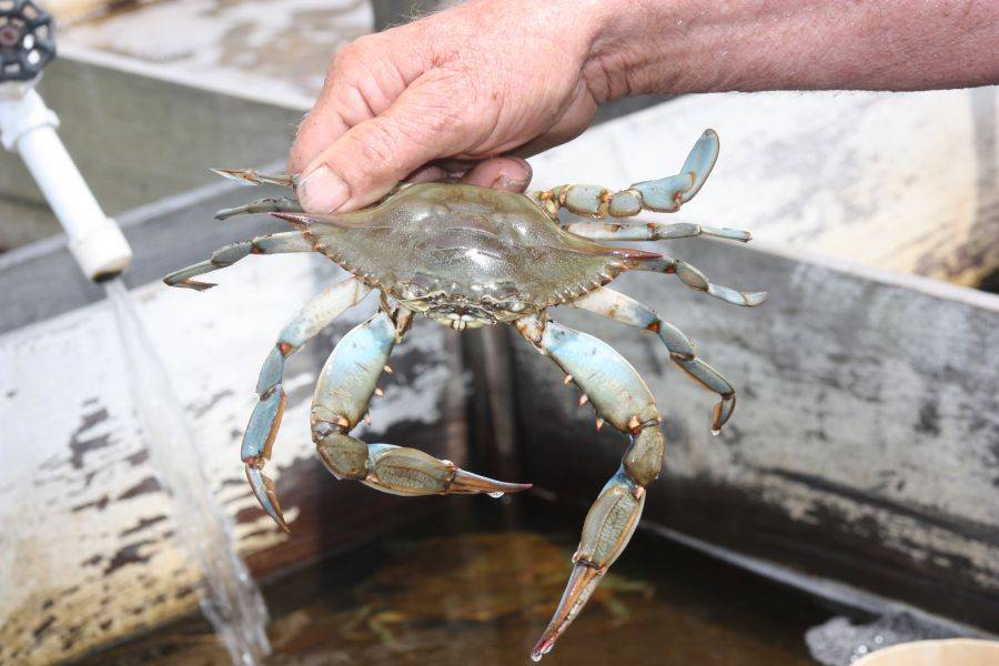 Wrangle up some Outer Banks crabs with the kids this Saturday at the ...